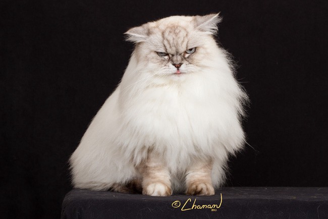 Throwback Thursday: I Hired an Esteemed Cat Photographer to Take Photos ...
