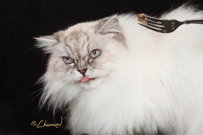 Throwback Thursday: I Hired an Esteemed Cat Photographer to Take Photos ...