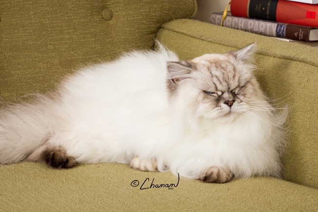 Throwback Thursday: I Hired an Esteemed Cat Photographer to Take Photos ...