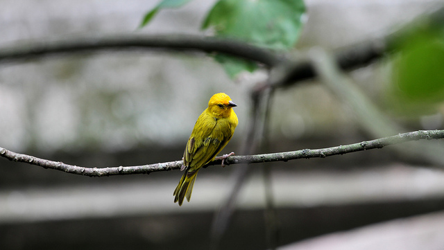 Are You Following the Bird Scooter Story? - The Billfold